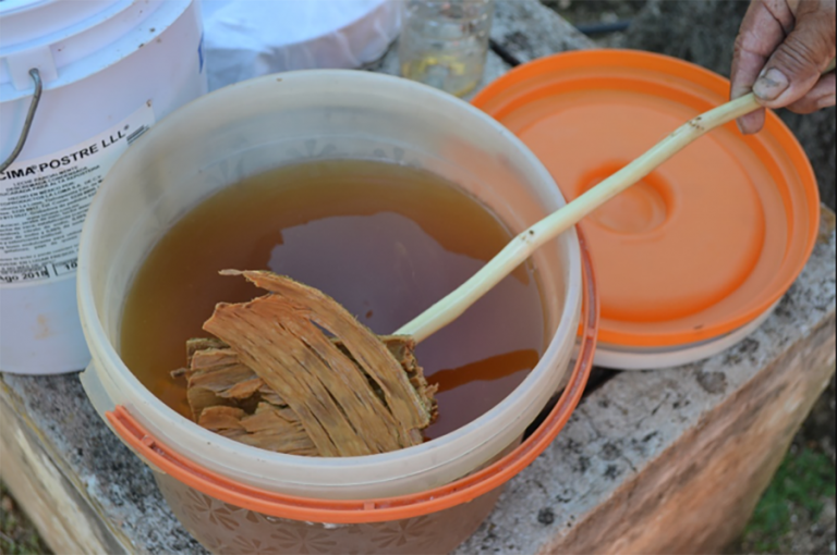 El Balché: árboles y abejas sagrados del Pueblo Maya. México - Local ...